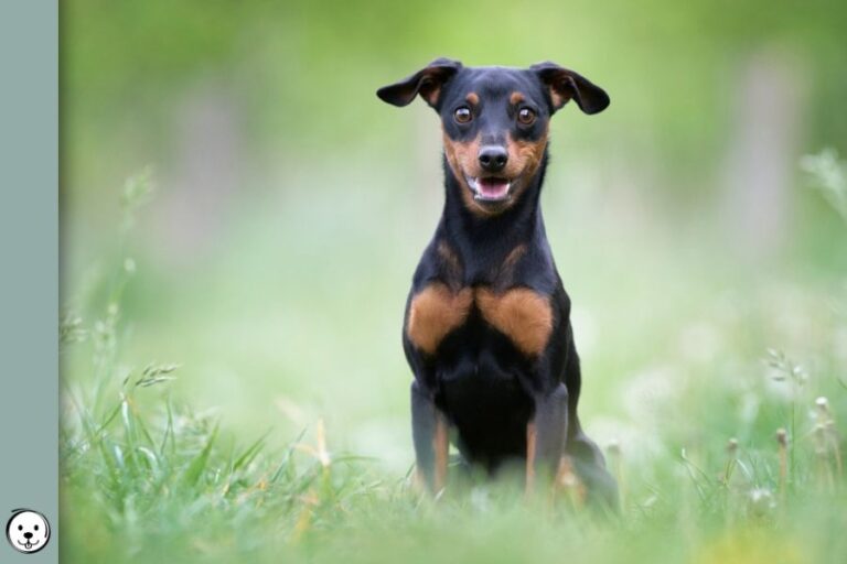 Boxer Color Chart | Coats and Colors