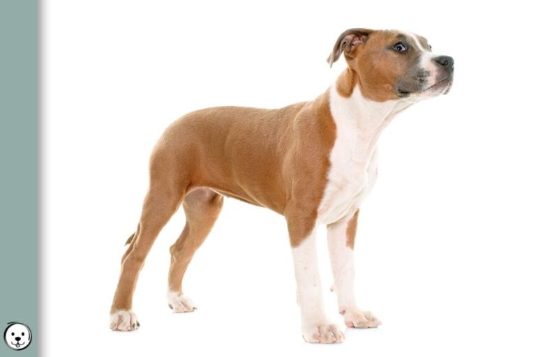 Ticking vs. Merle: What's The Difference? | Coats and Colors