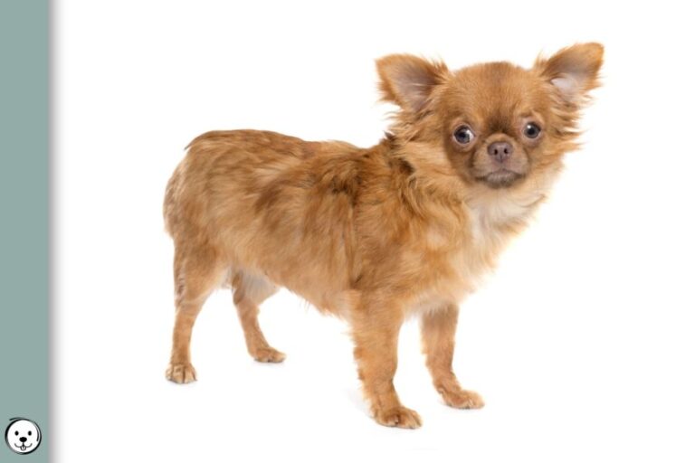 Ticking vs. Merle: What's The Difference? | Coats and Colors