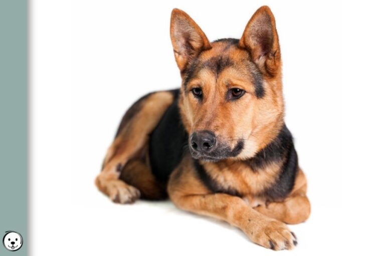 Boxer Color Chart | Coats and Colors