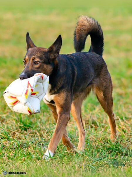 Creeping Tan | Coats and Colors