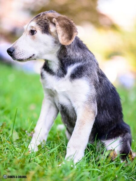 Creeping Tan | Coats and Colors