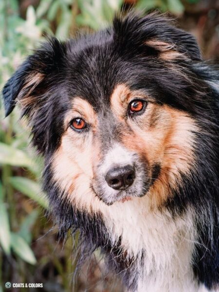 Creeping Tan | Coats and Colors