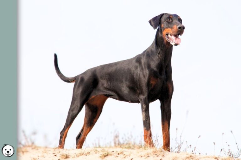 Doberman Coat Colors | Coats and Colors