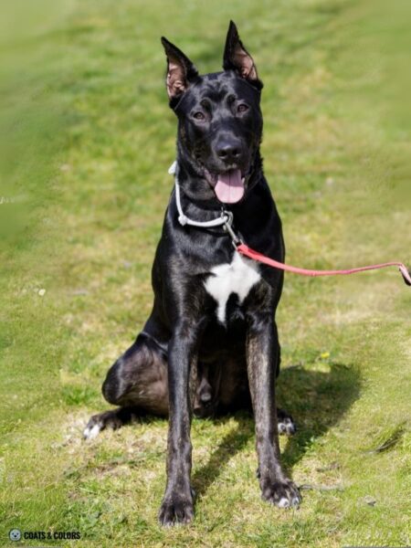 Doberman Coat Colors | Coats and Colors