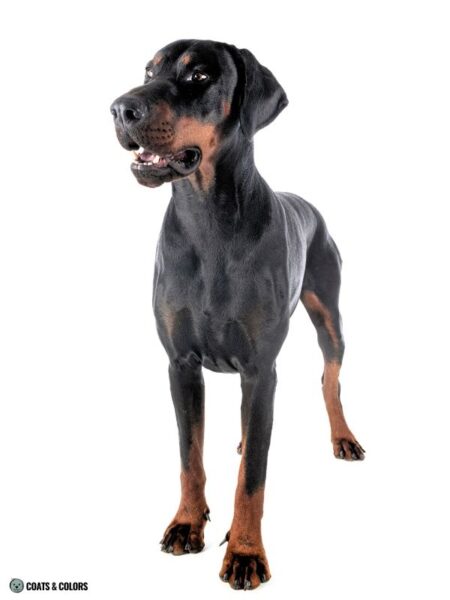 Doberman Coat Colors | Coats and Colors