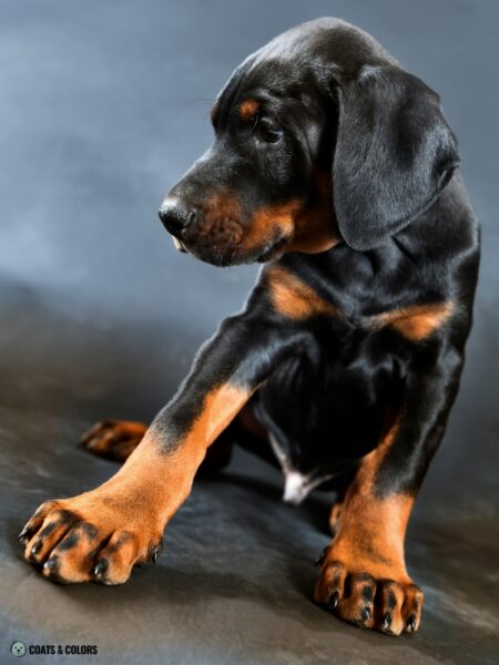 Doberman Coat Colors | Coats and Colors