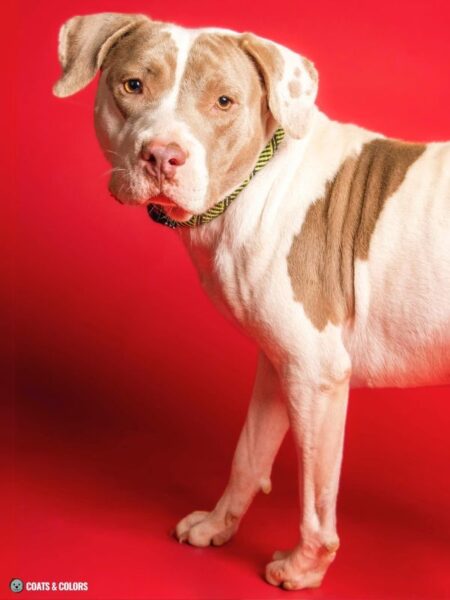 Lilac-Based Sable | Coats and Colors