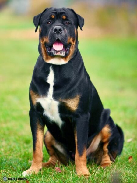 Rottweiler Coat Colors | Coats and Colors