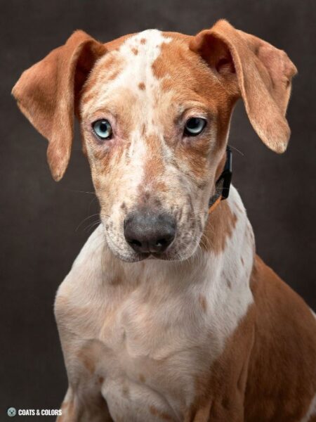 Sable Merle | Coats and Colors