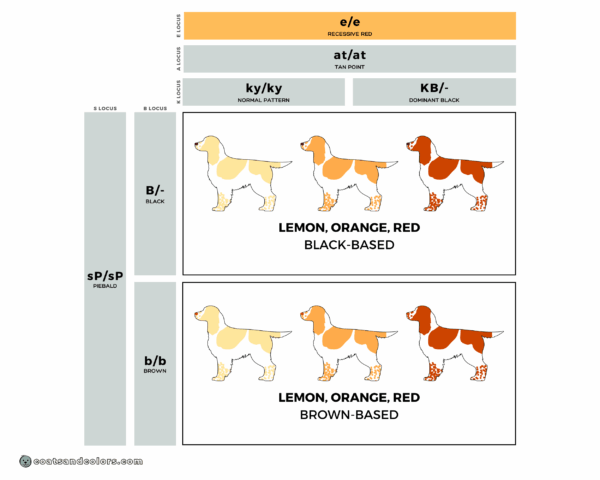 English Springer Spaniel Coat Colors | Coats and Colors