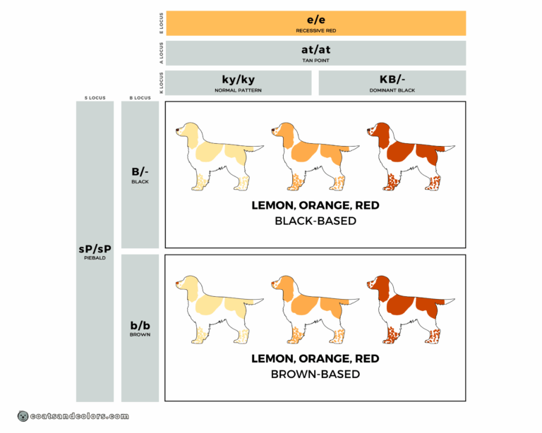 English Springer Spaniel Coat Colors | Coats and Colors