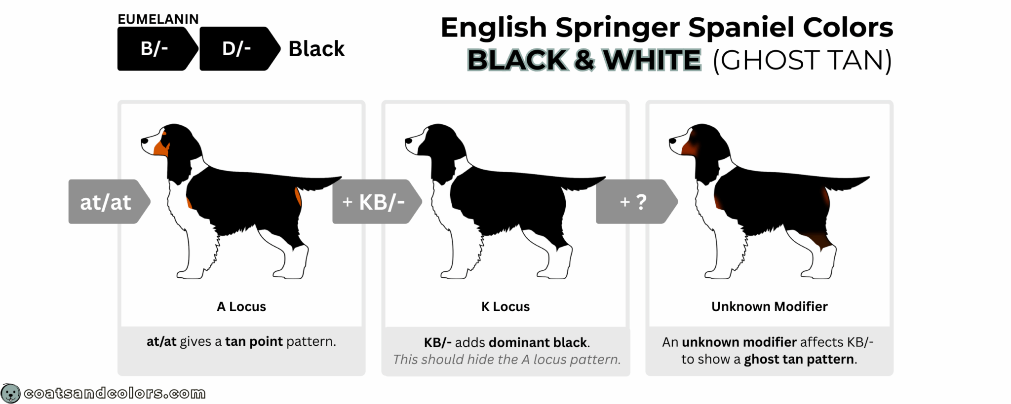 English Springer Spaniel Coat Colors | Coats and Colors