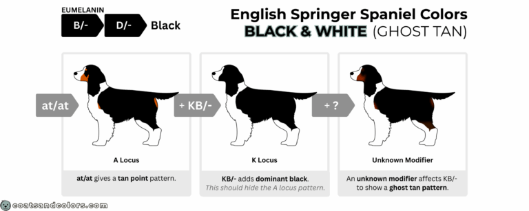 English Springer Spaniel Coat Colors | Coats and Colors