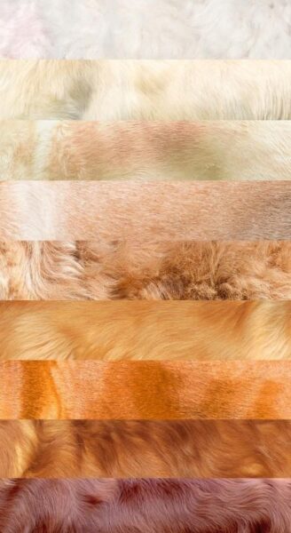 Pigment Types: Eumelanin and Phaeomelanin | Coats and Colors