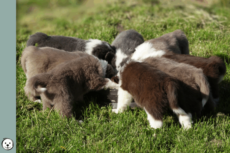 Understanding Ridgeback Genetics | Coats and Colors