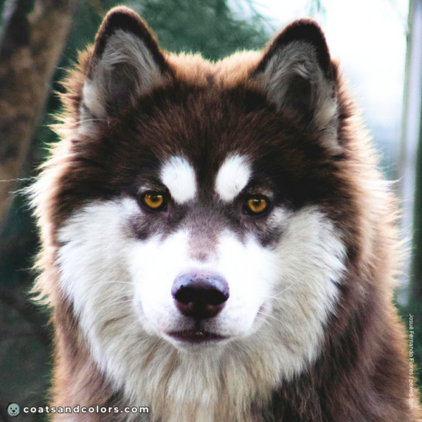 Alaskan Malamute Colors | Coats and Colors