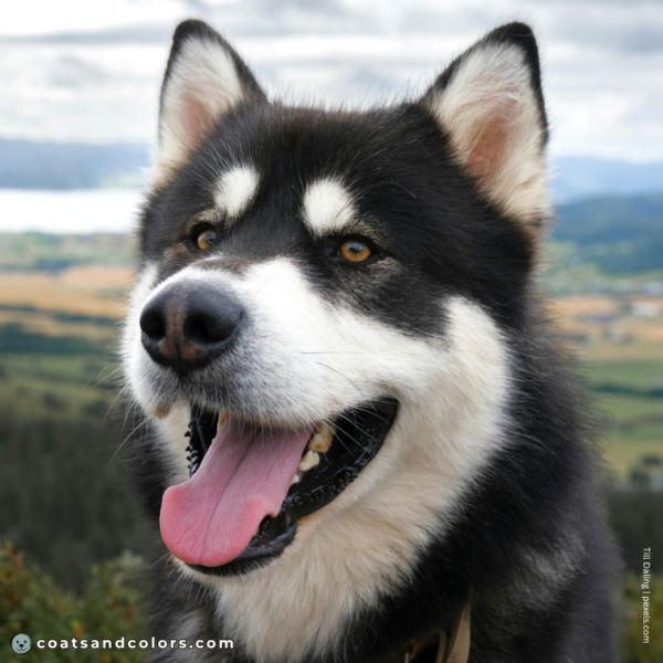 Alaskan Malamute Colors | Coats and Colors