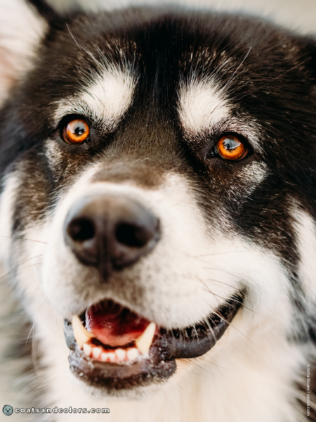 Alaskan Malamute Colors | Coats and Colors