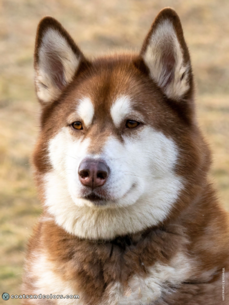 Alaskan Malamute Colors | Coats and Colors