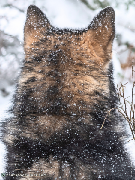 Alaskan Malamute Colors | Coats and Colors