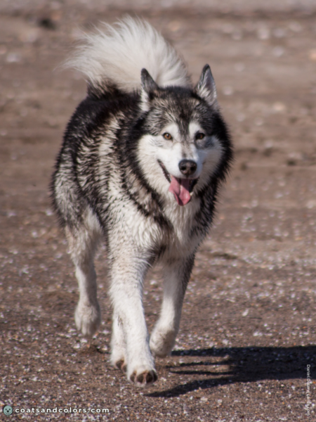 Alaskan Malamute Colors | Coats and Colors