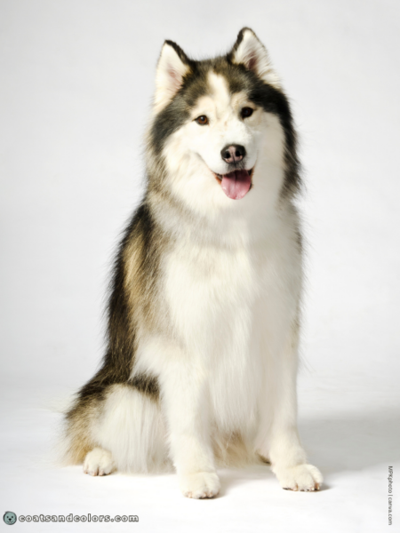 Alaskan Malamute Colors | Coats and Colors
