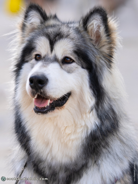 Alaskan Malamute Colors | Coats and Colors