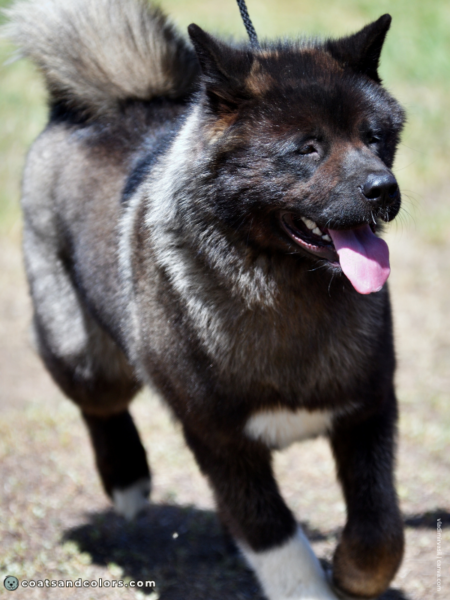 American Akita Colors | Coats and Colors