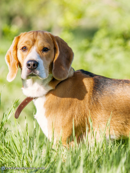 Beagle Colors | Coats and Colors