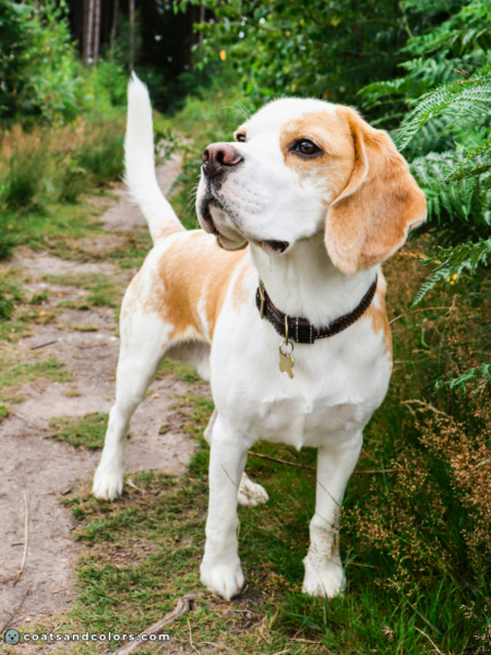 Beagle Colors | Coats and Colors