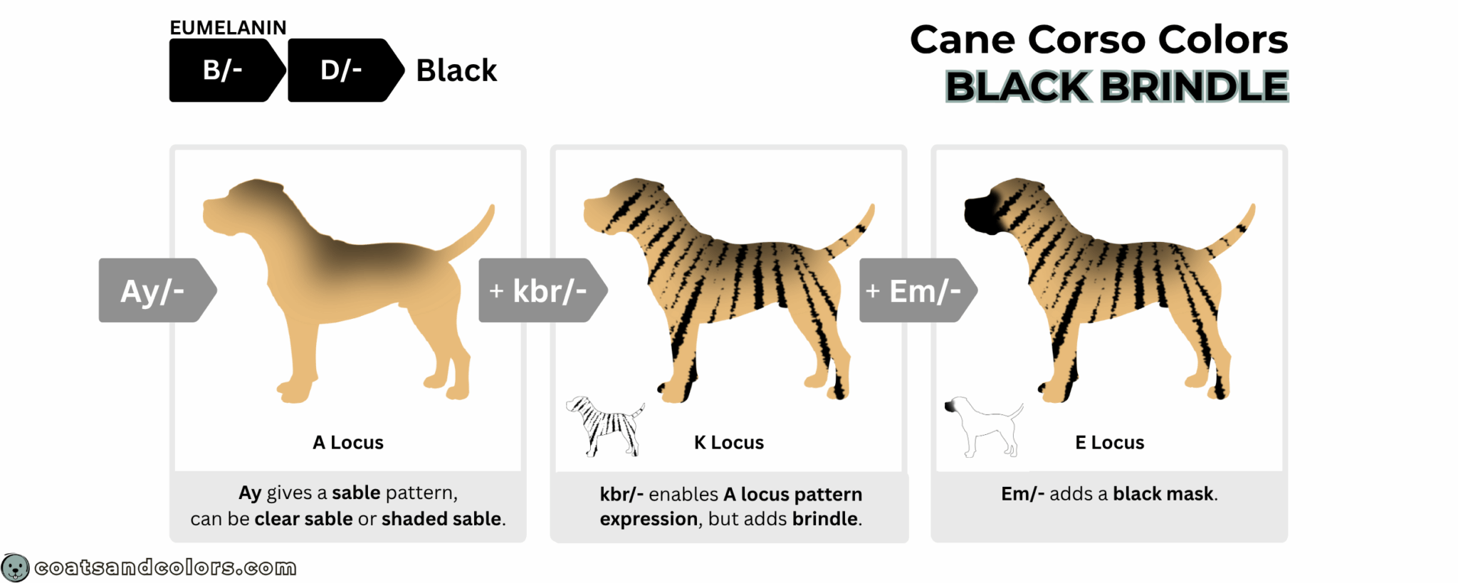 Cane Corso Coat Colors | Coats and Colors