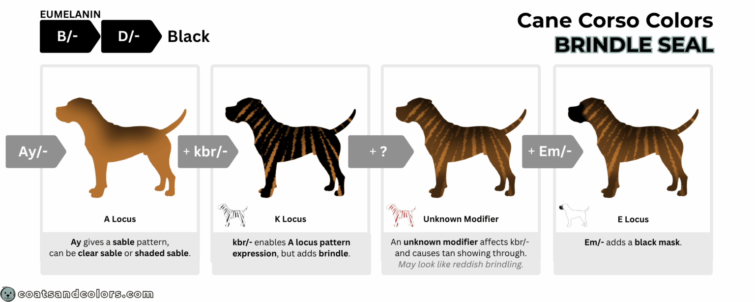 Cane Corso Coat Colors | Coats and Colors