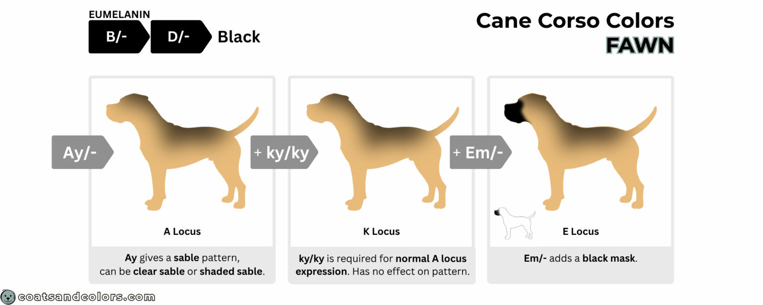 Cane Corso Coat Colors | Coats and Colors