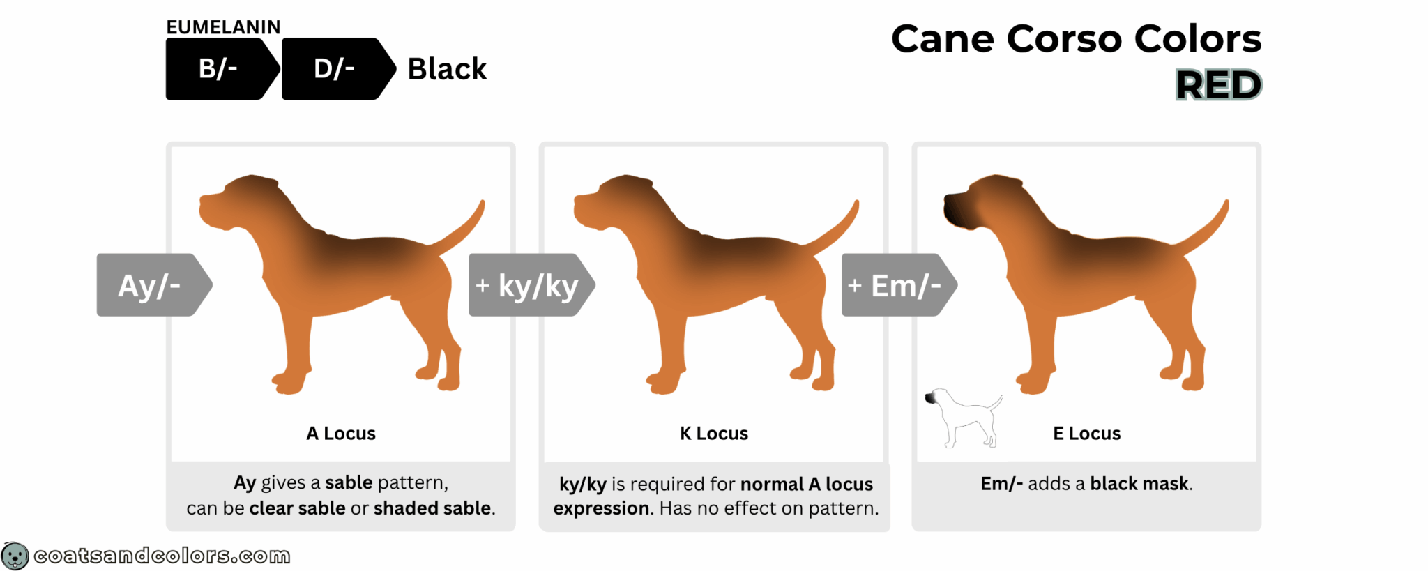 Cane Corso Coat Colors | Coats and Colors