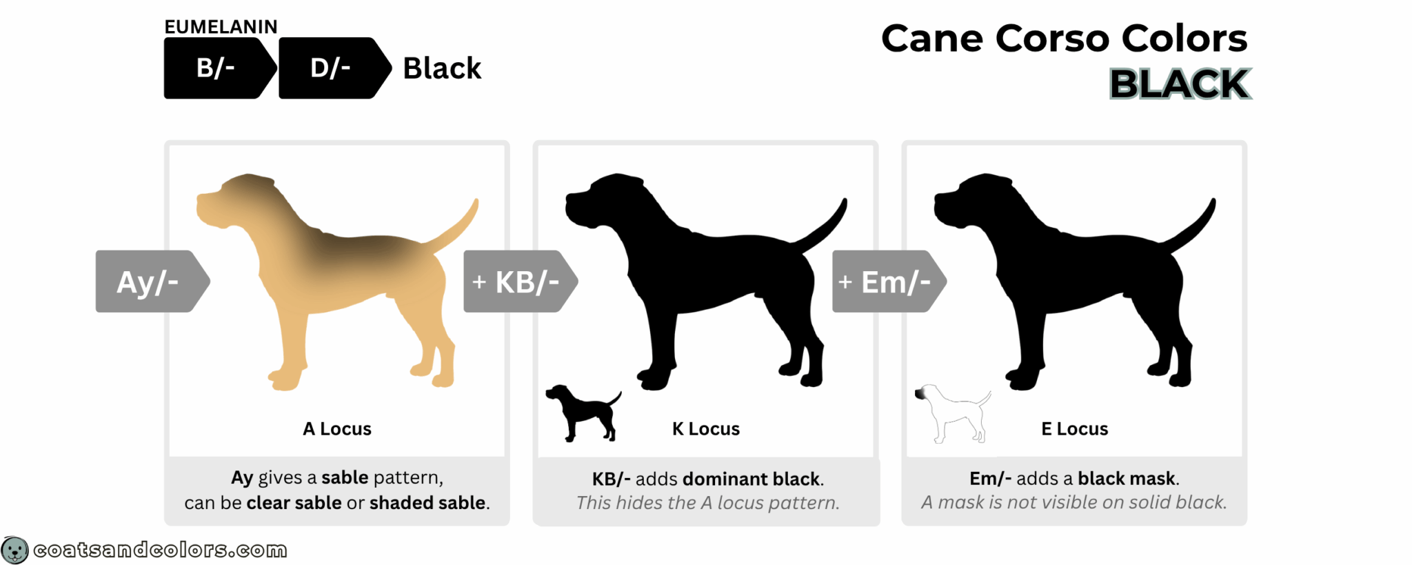 Cane Corso Coat Colors | Coats and Colors