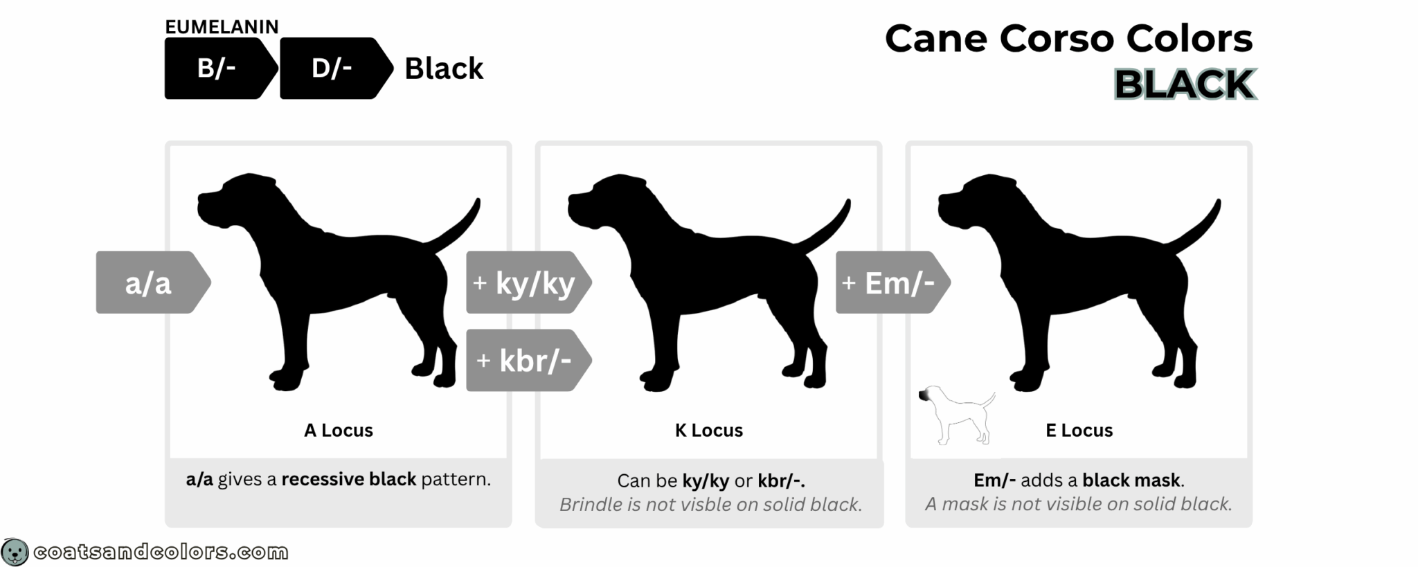 Cane Corso Coat Colors | Coats and Colors