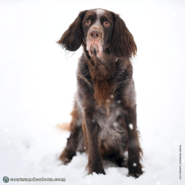 English Springer Spaniel Colors | Coats and Colors