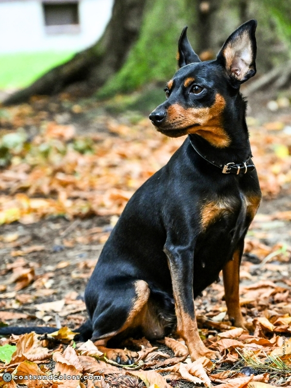 Miniature Pinscher Colors | Coats and Colors