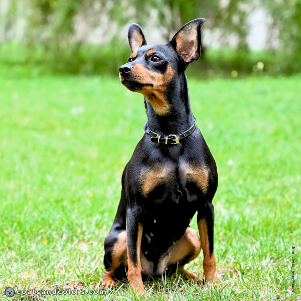 Miniature Pinscher Colors | Coats and Colors