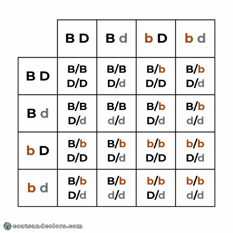 Punnett Squares - Inheritance of Coat Color | Coats and Colors