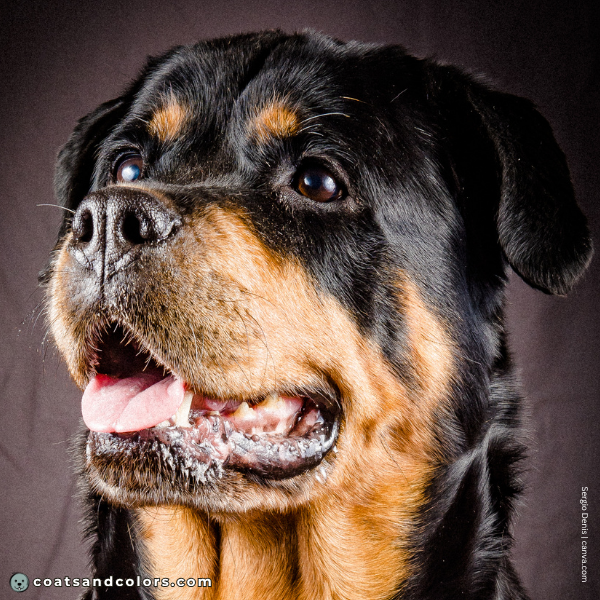 Rottweiler Colors | Coats and Colors