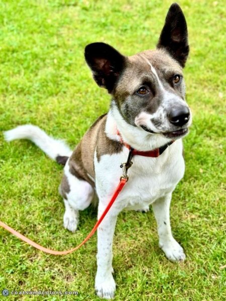 D Locus: Color Dilution | Coats and Colors