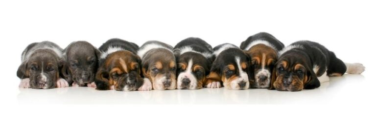 D Locus: Color Dilution | Coats and Colors