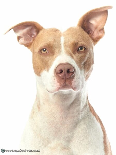 D Locus: Color Dilution | Coats and Colors