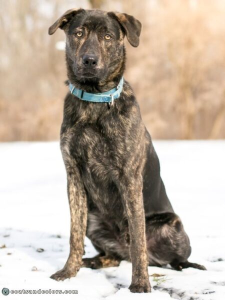 Brindle (kbr) | Coats and Colors